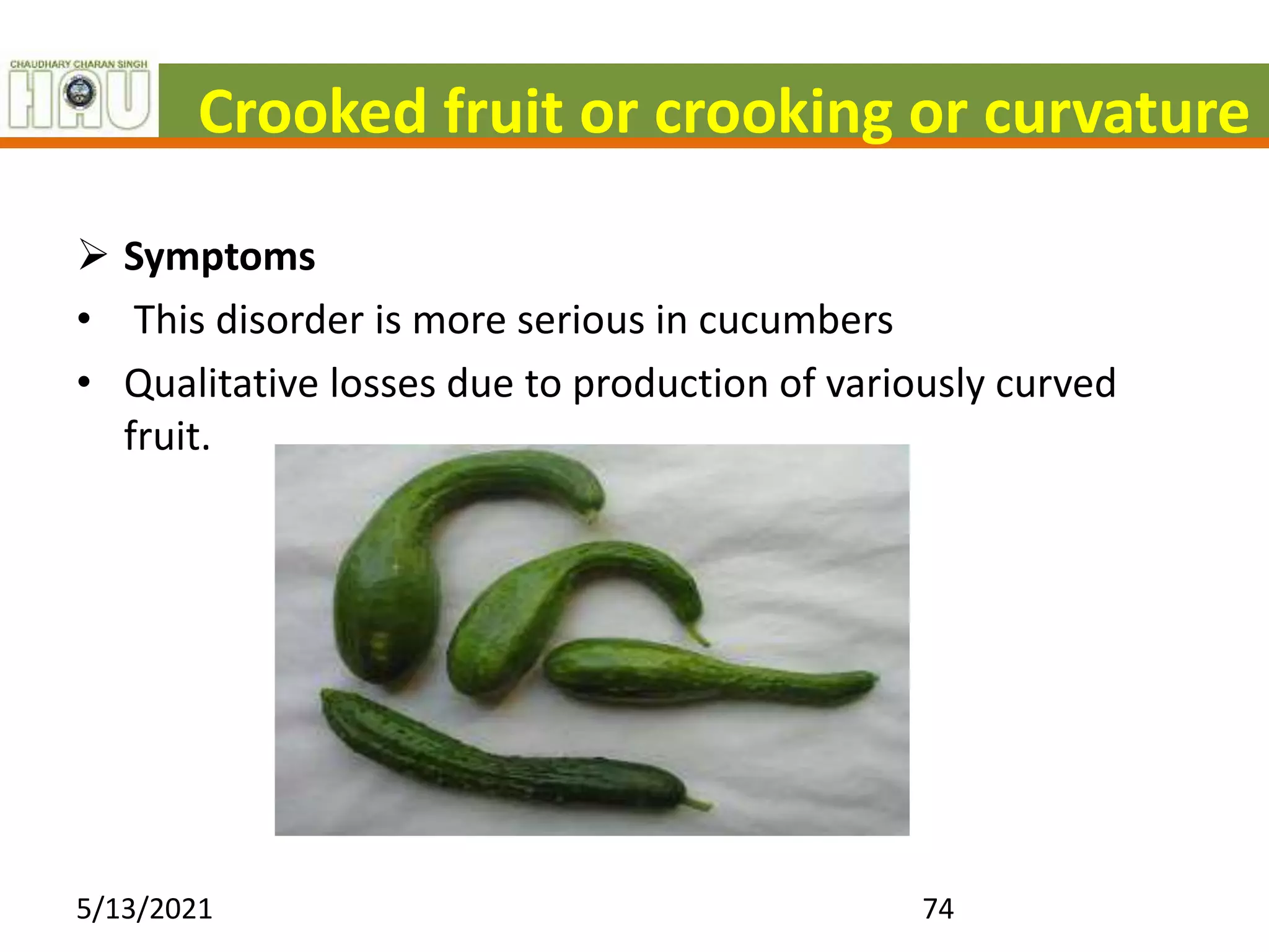 Cucumber | PPT