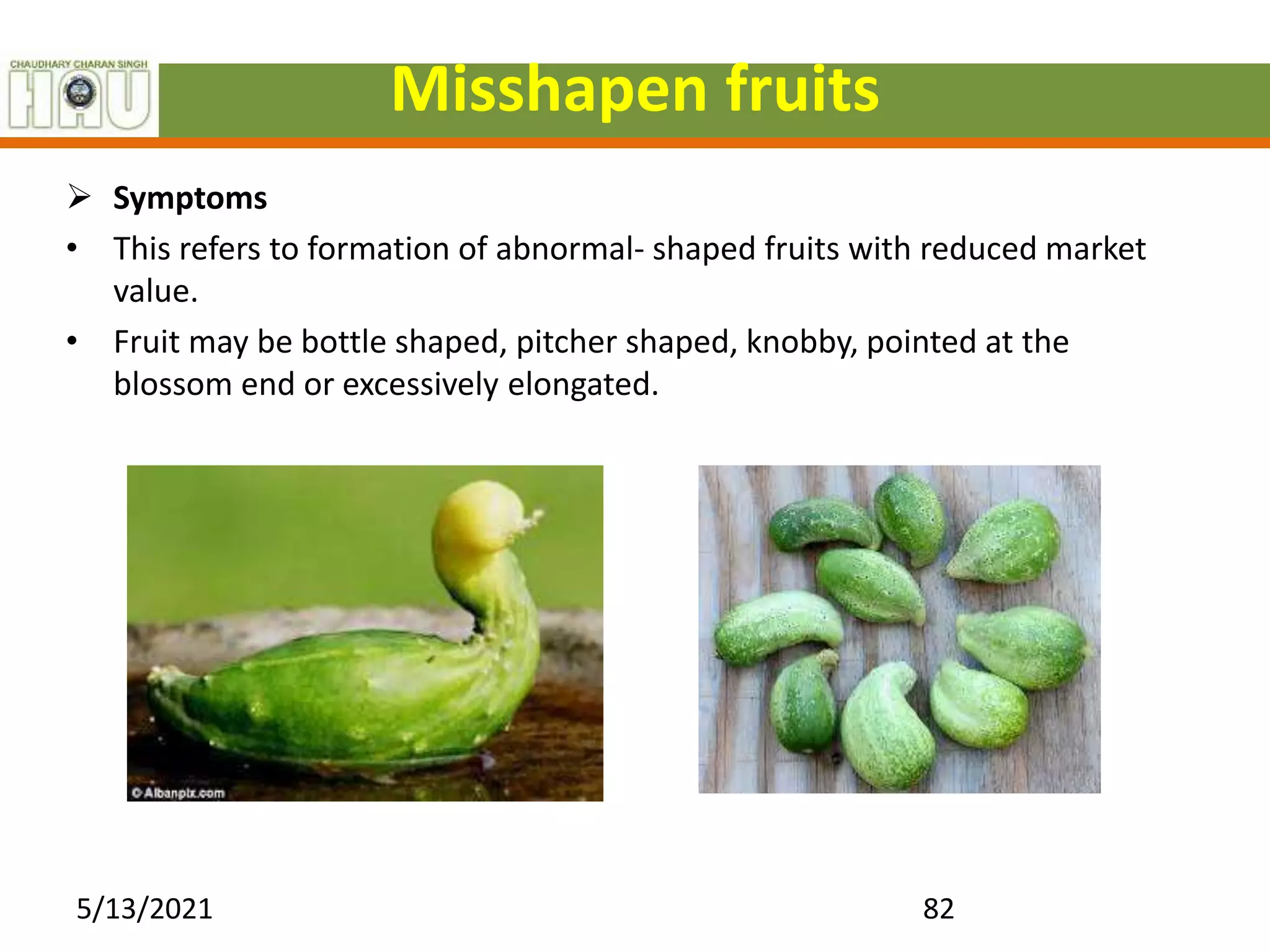 Cucumber | PPT