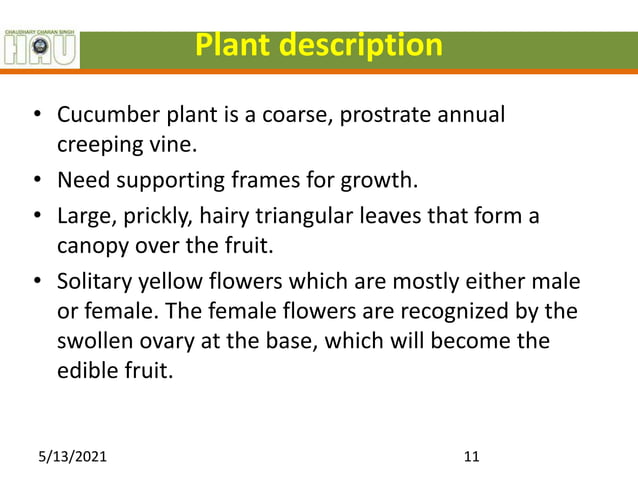 Cucumber | PPT | Gardening | Home & Garden