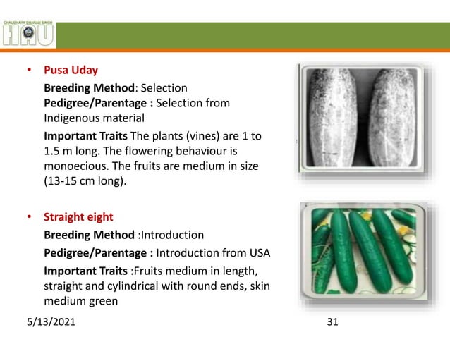 Cucumber | PPT | Gardening | Home & Garden