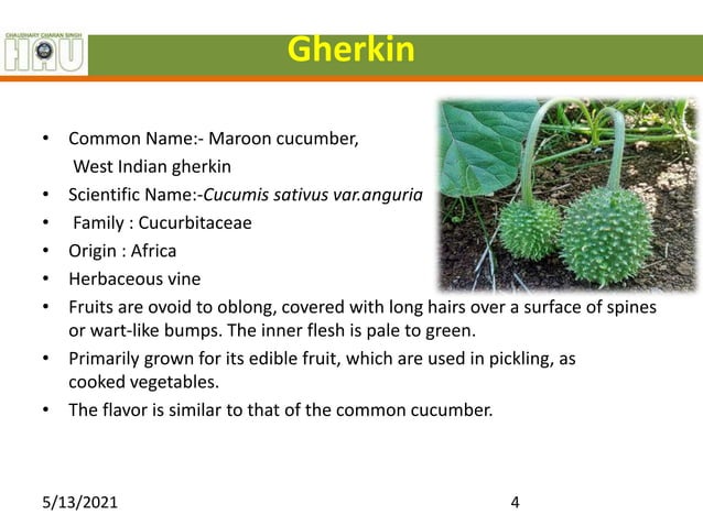 Cucumber | PPT | Gardening | Home & Garden