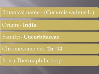 cucumber ppt1.pptx