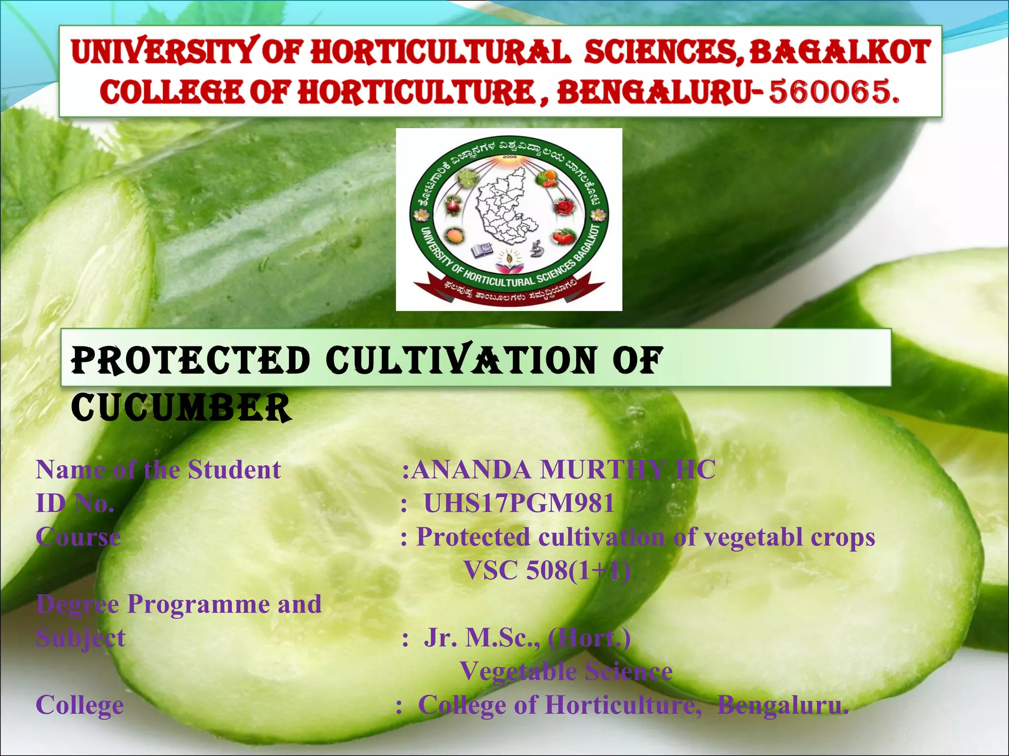 Cucumber production technology | PPT