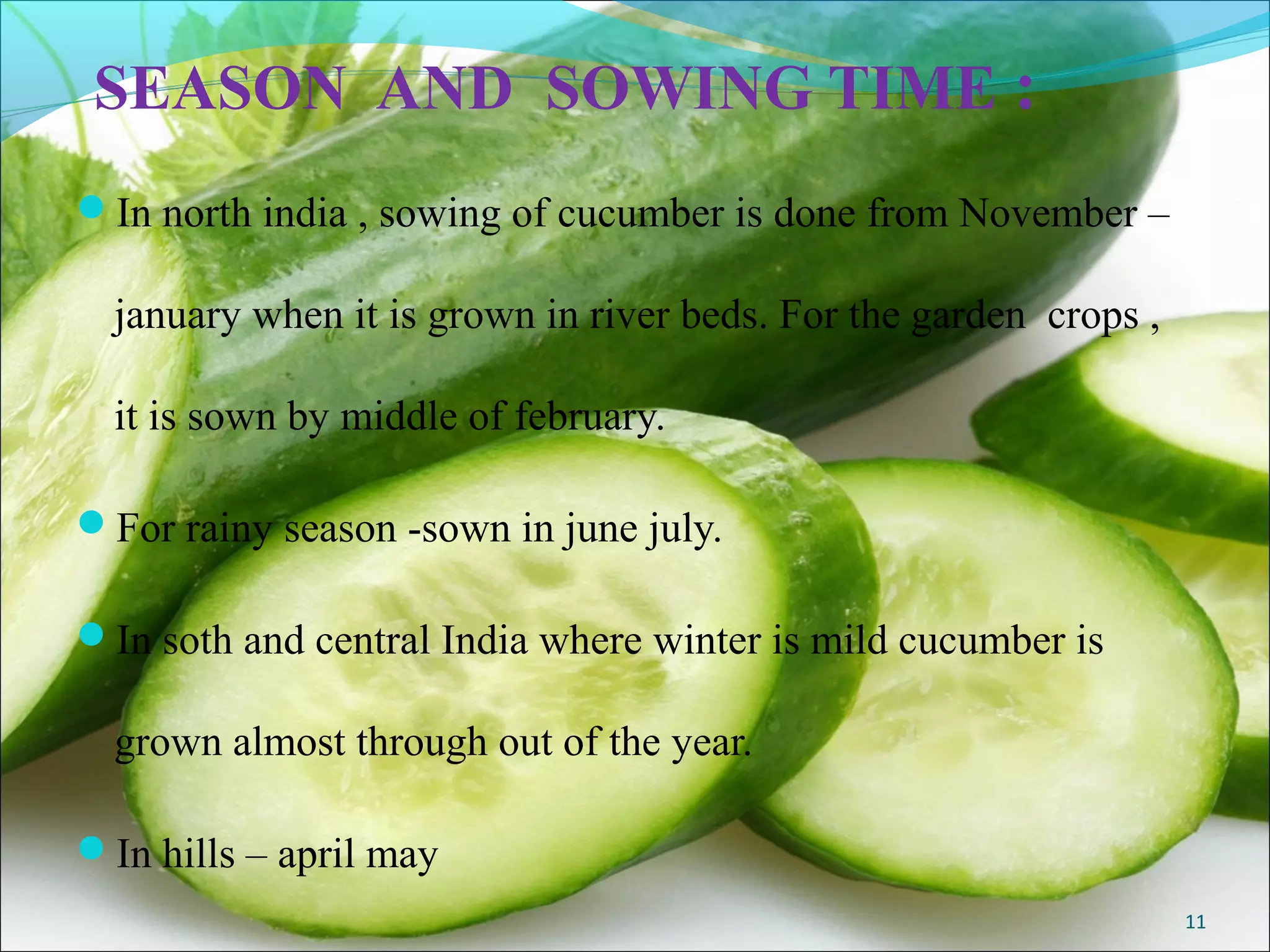 Cucumber production technology | PPT