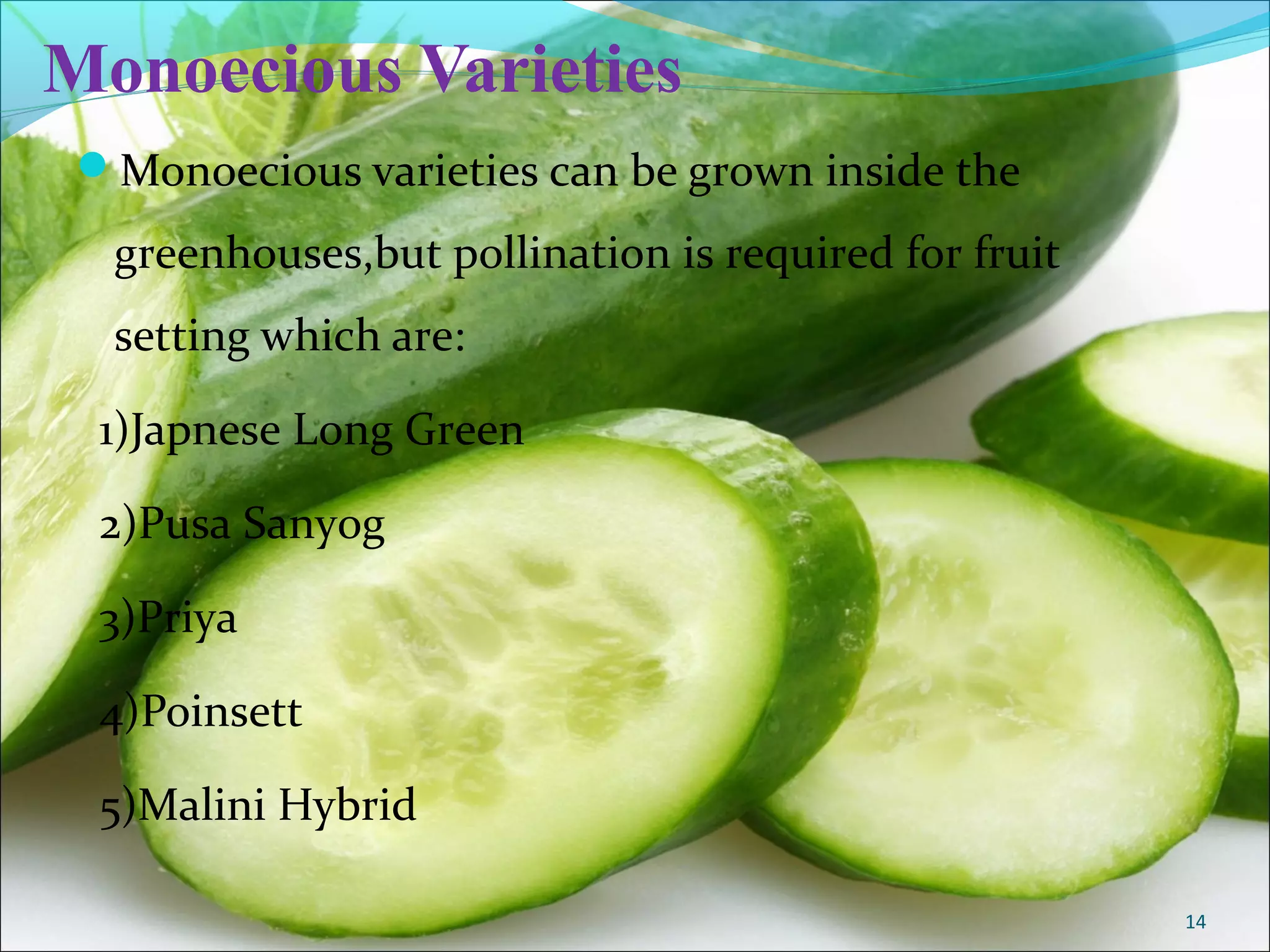 Cucumber production technology | PPT