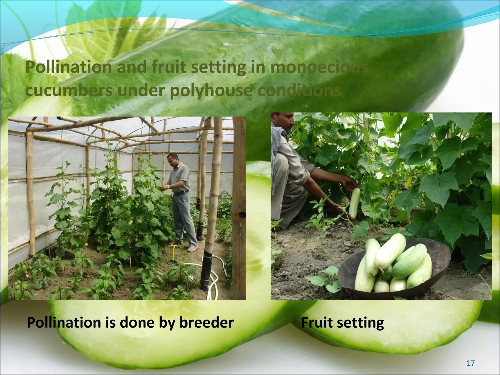 Cucumber production technology | PPT