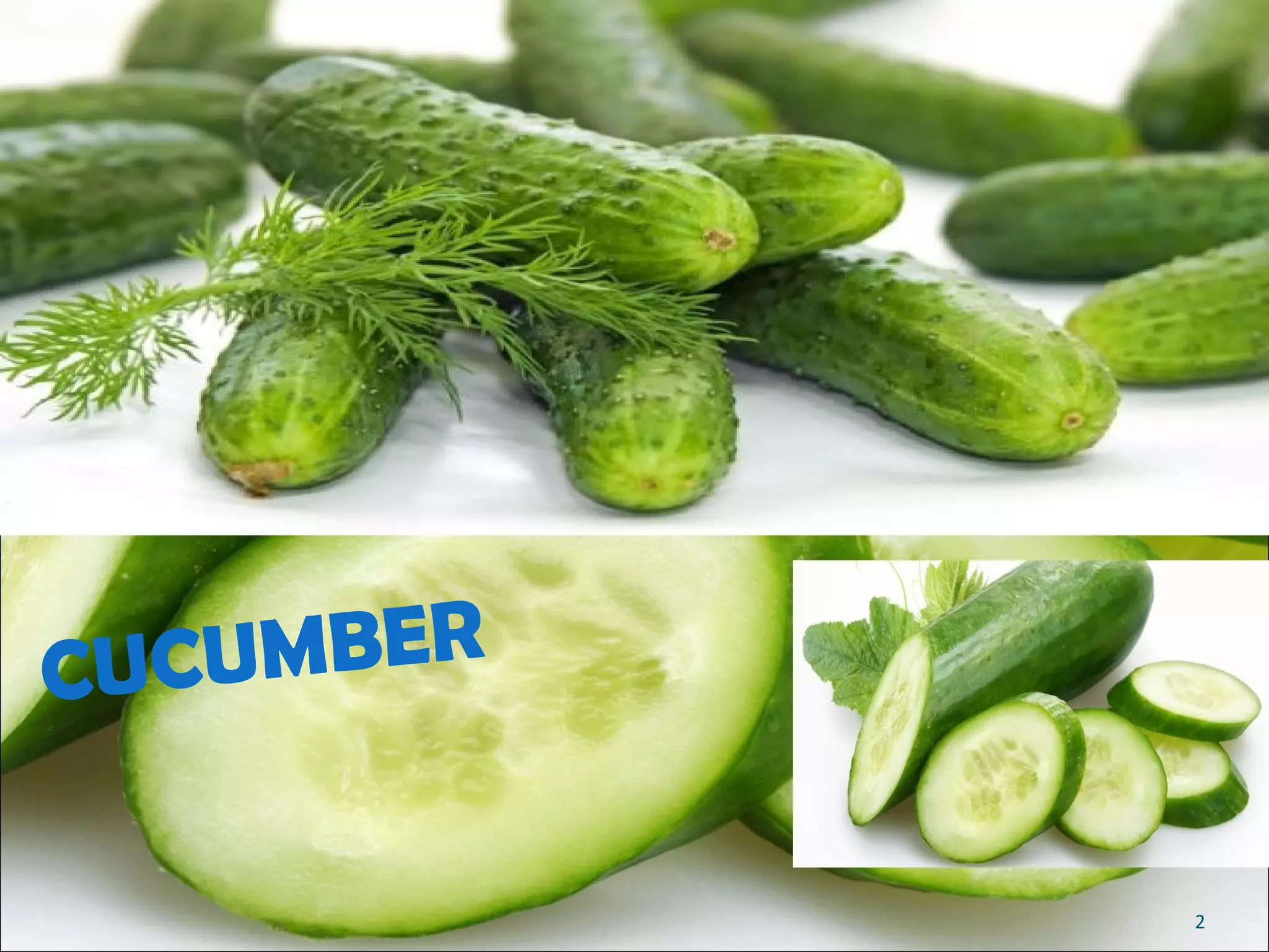 Cucumber production technology | PPT