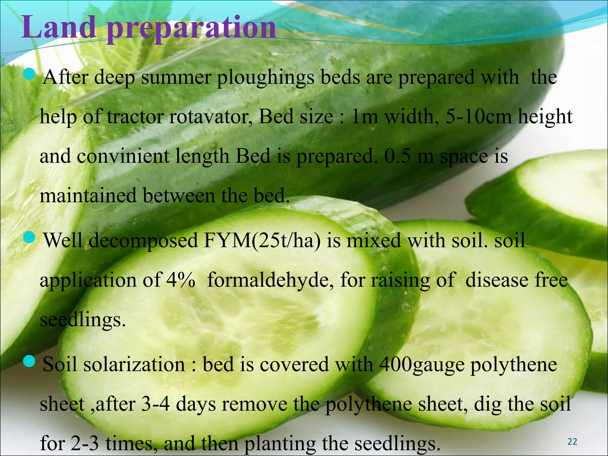 Cucumber production technology | PPT