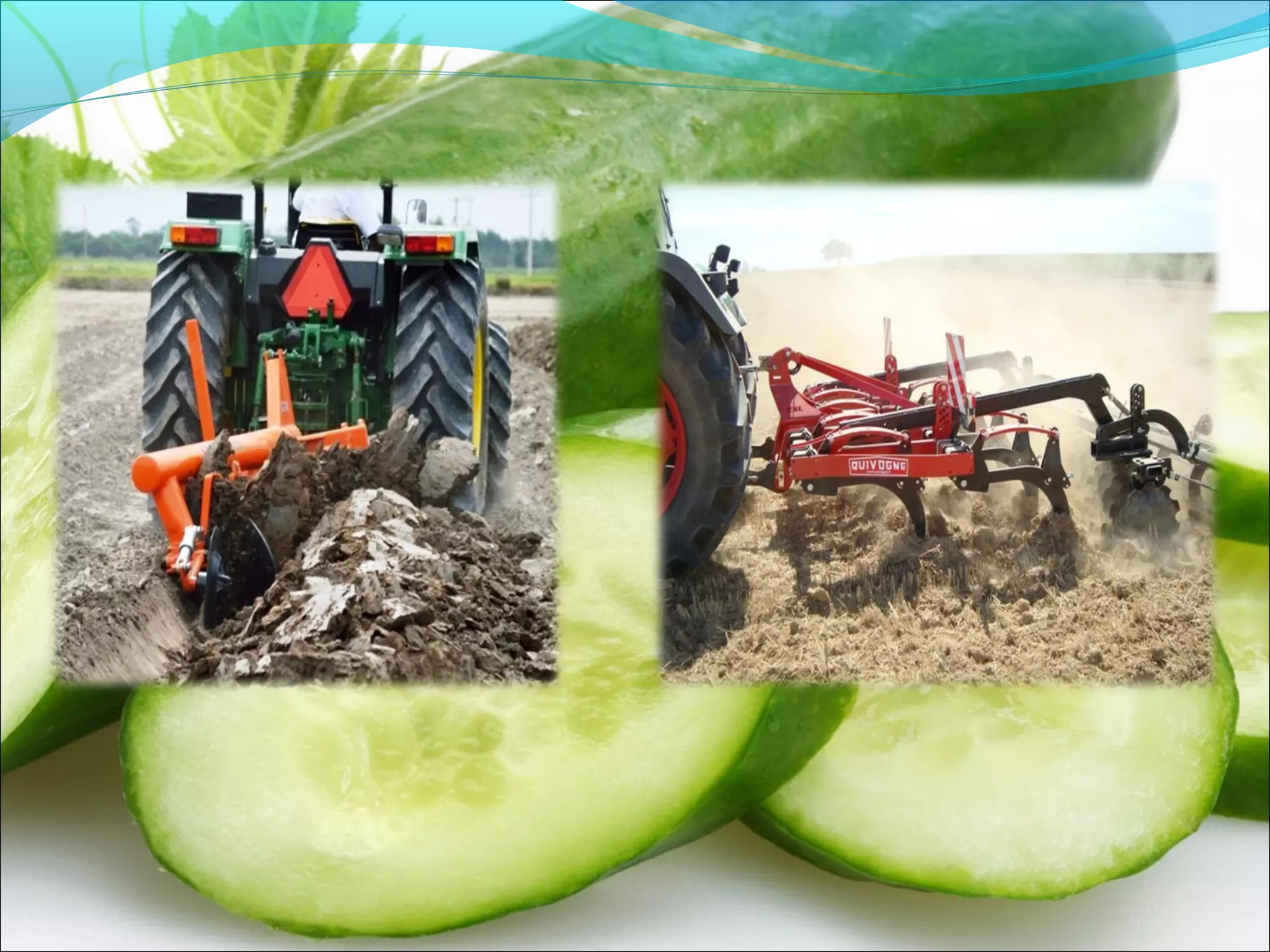 Cucumber production technology | PPT