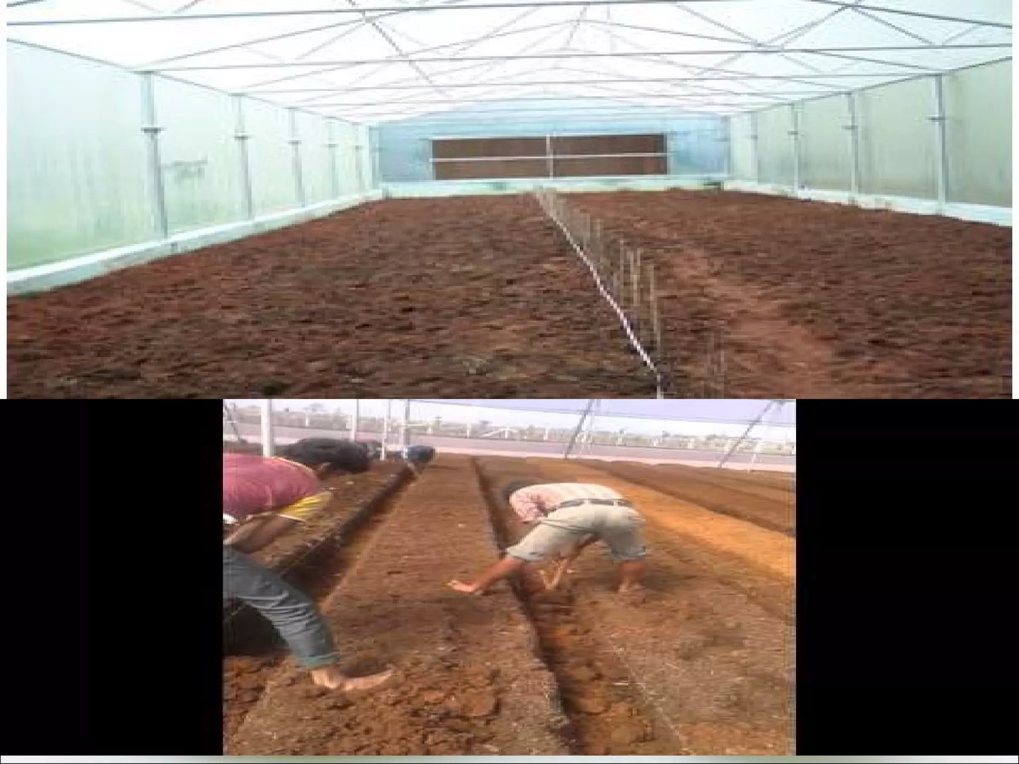 Cucumber production technology | PPT