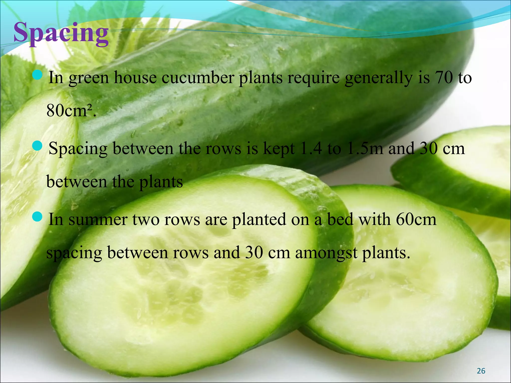 Cucumber production technology | PPT