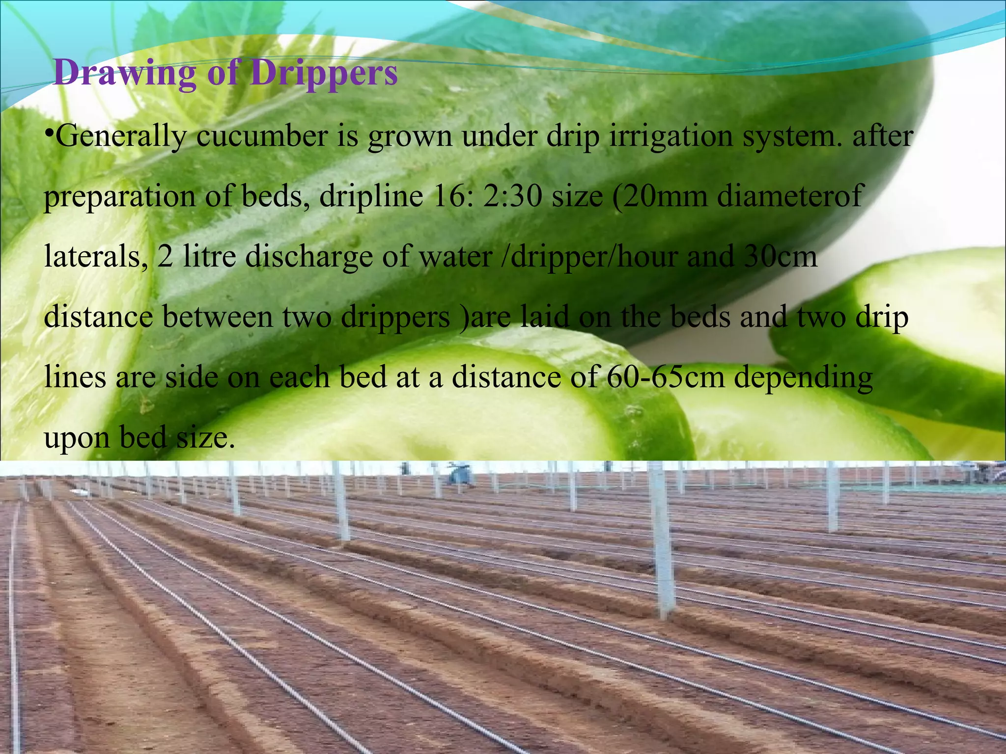 Cucumber production technology | PPT