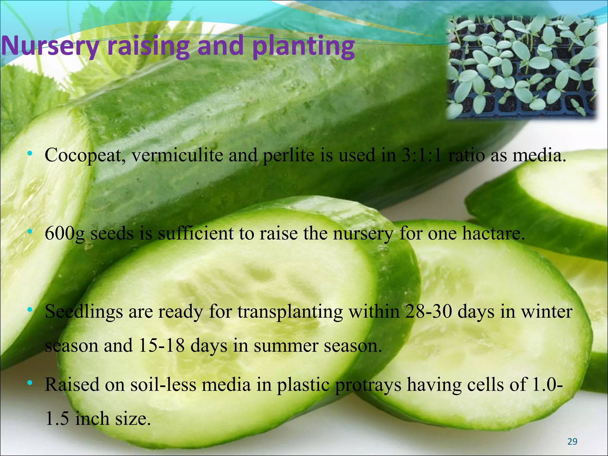 Cucumber production technology | PPT