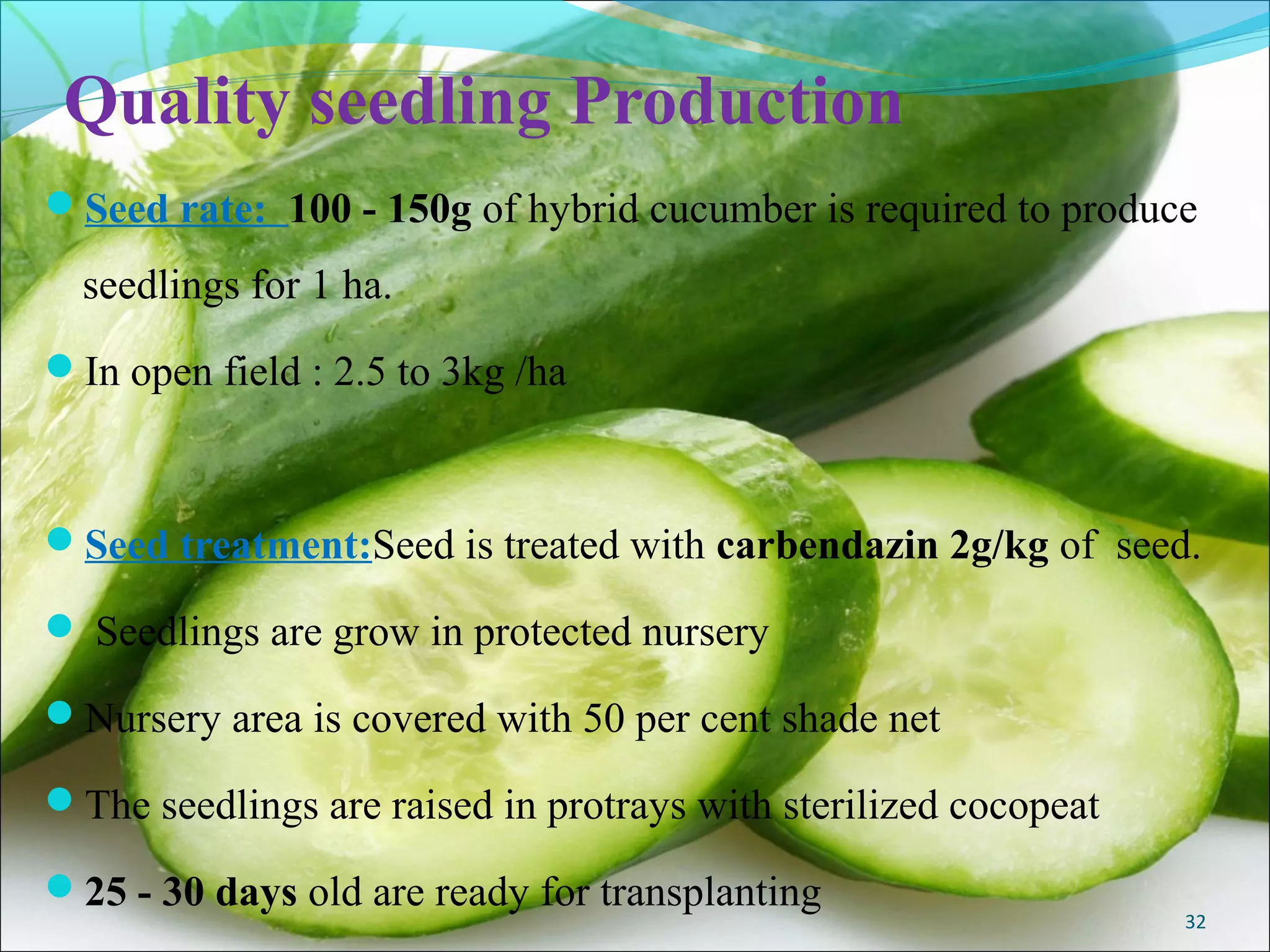 Cucumber production technology | PPT