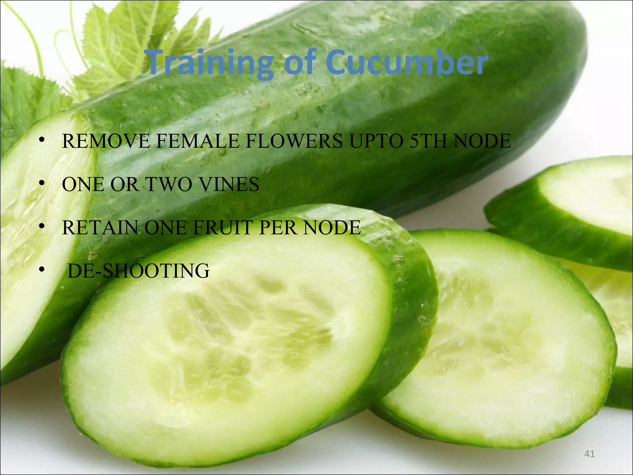Cucumber production technology | PPT