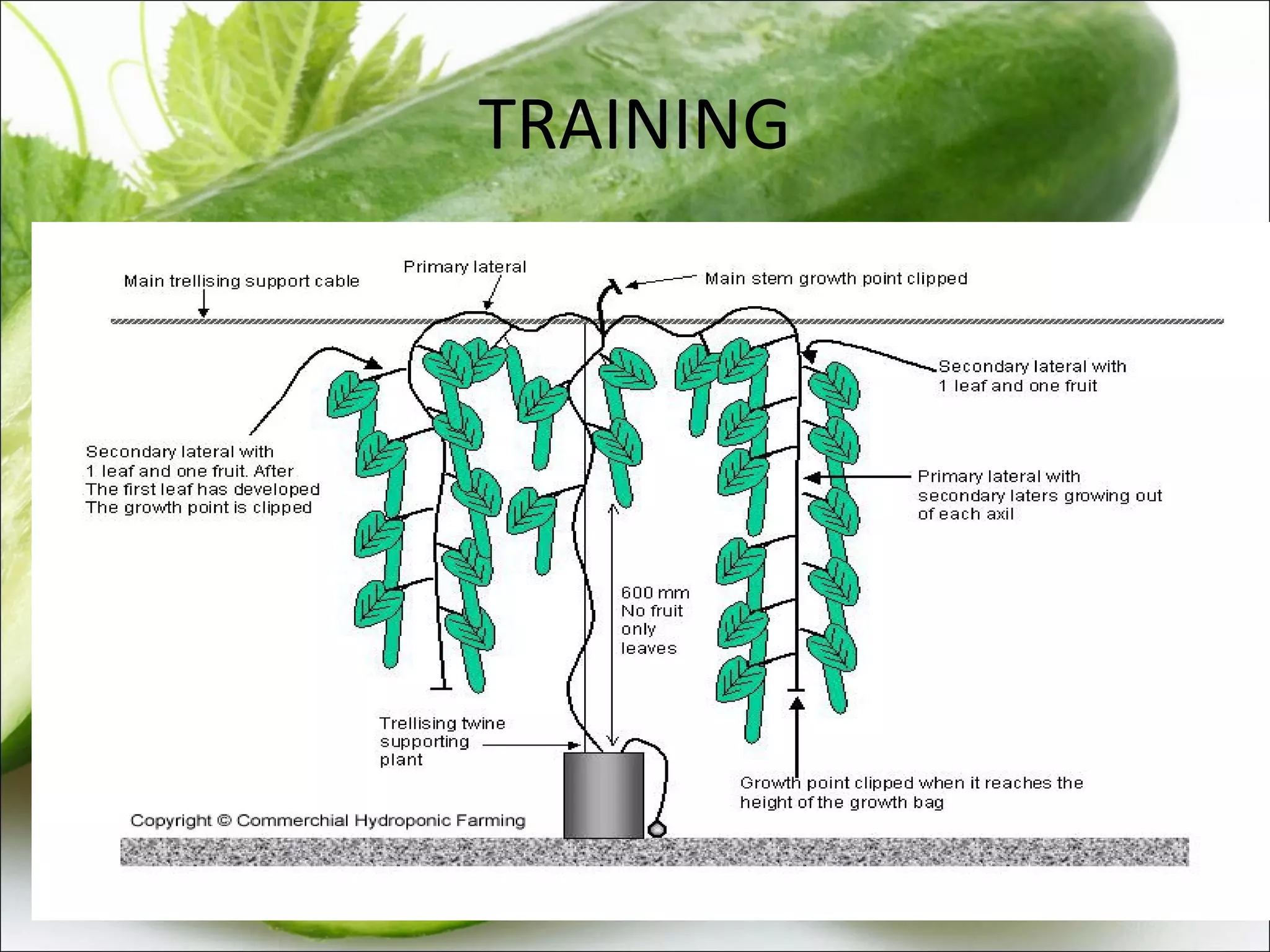 Cucumber production technology | PPT