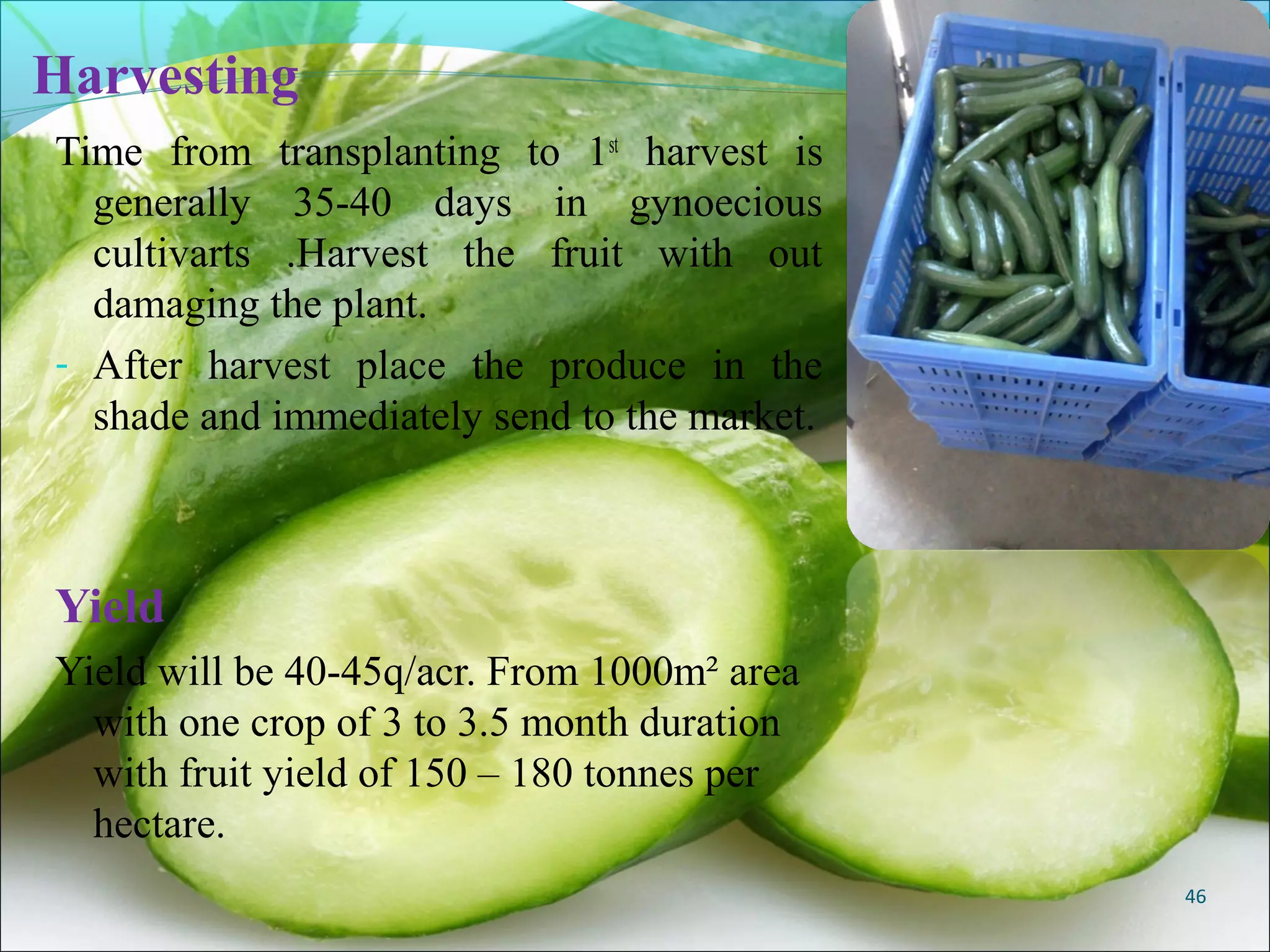 Cucumber production technology | PPT