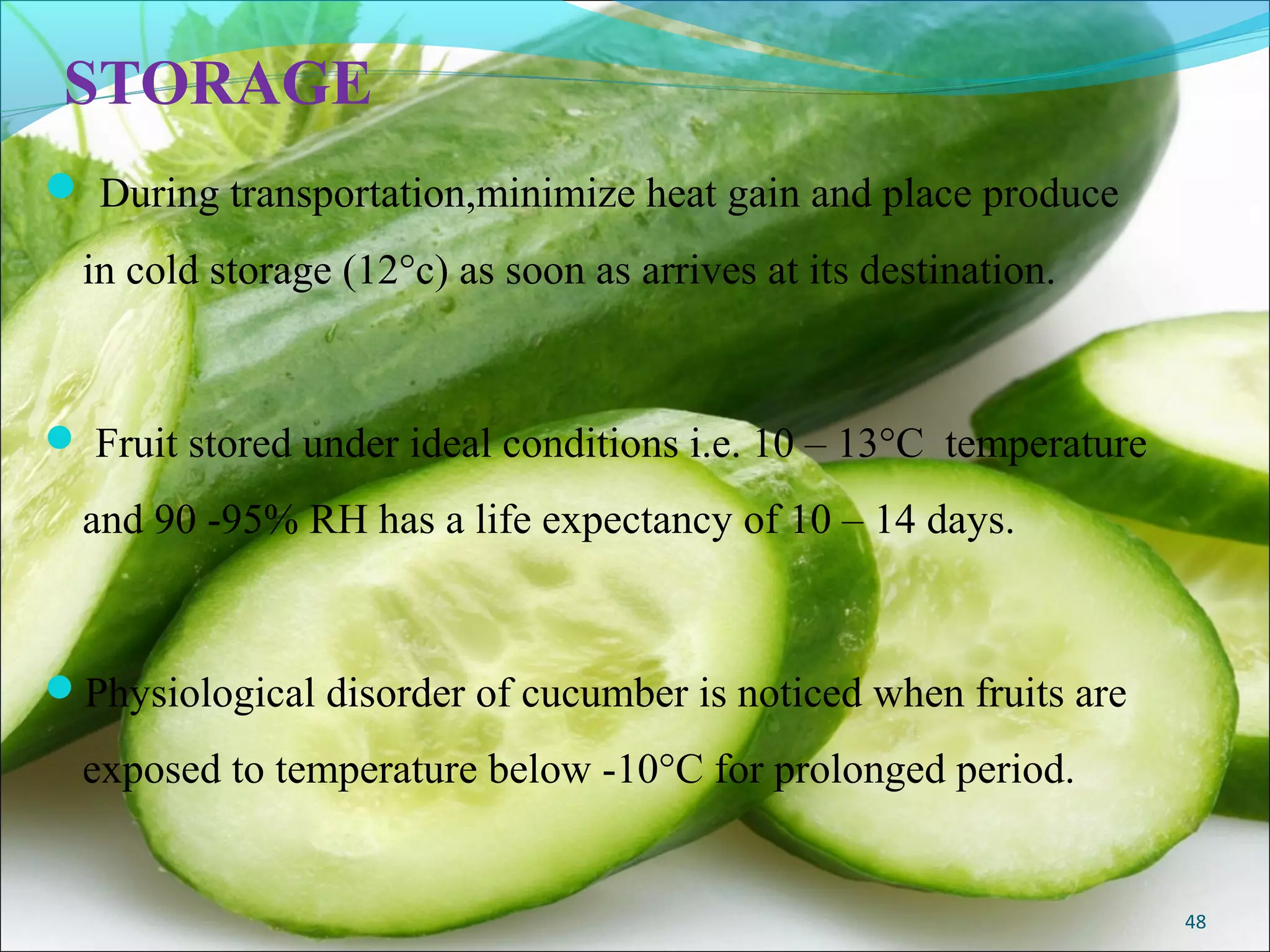 Cucumber production technology | PPT