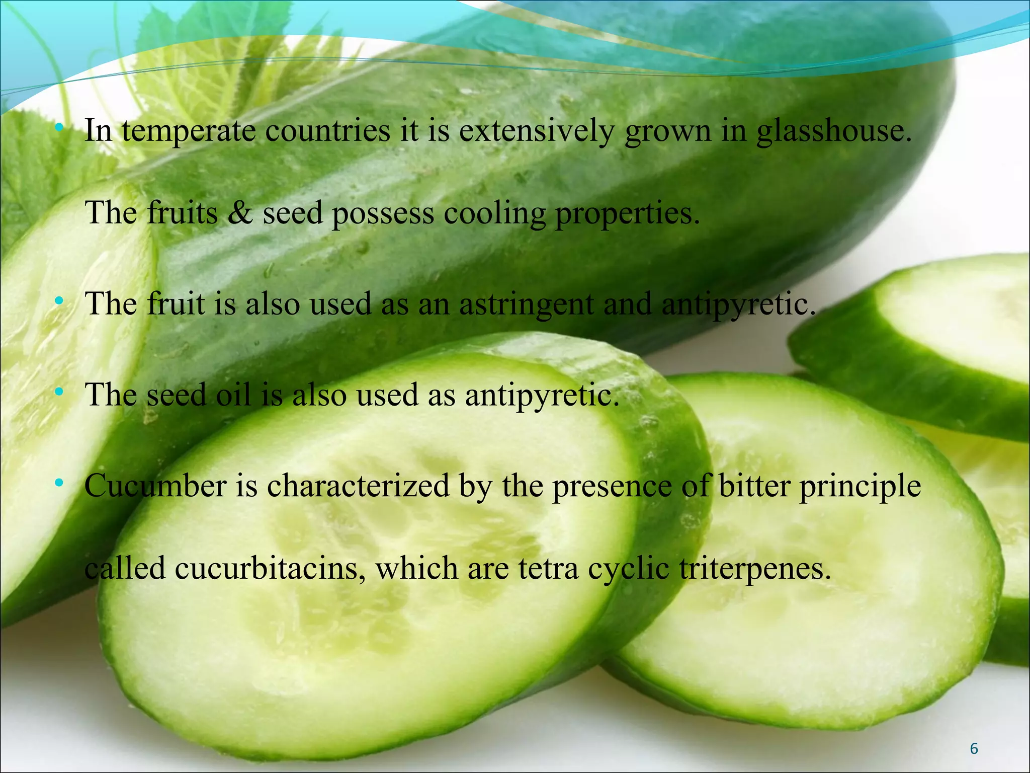 Cucumber production technology | PPT