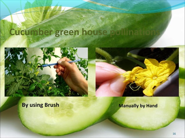 Cucumber production technology | PPT | Gardening | Home & Garden
