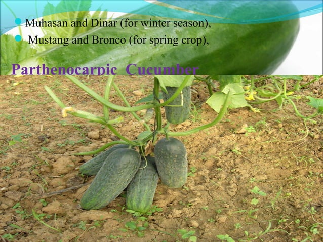 Cucumber production technology | PPT | Gardening | Home & Garden
