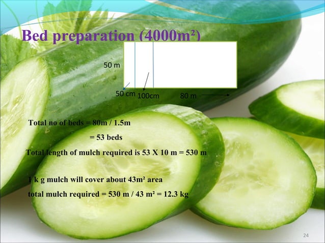 Cucumber production technology | PPT | Gardening | Home & Garden