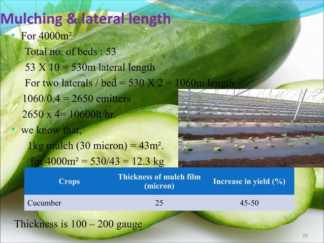 Cucumber production technology | PPT | Gardening | Home & Garden