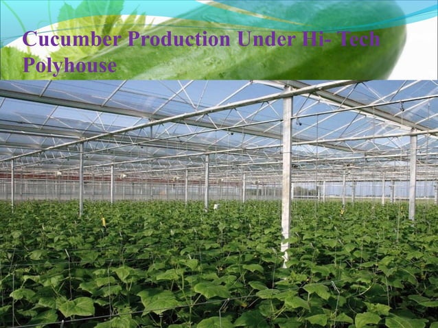 Cucumber production technology | PPT | Gardening | Home & Garden