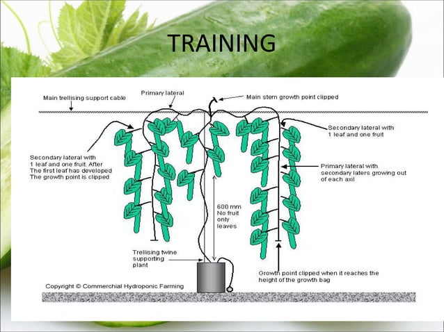 Cucumber production technology | PPT | Gardening | Home & Garden