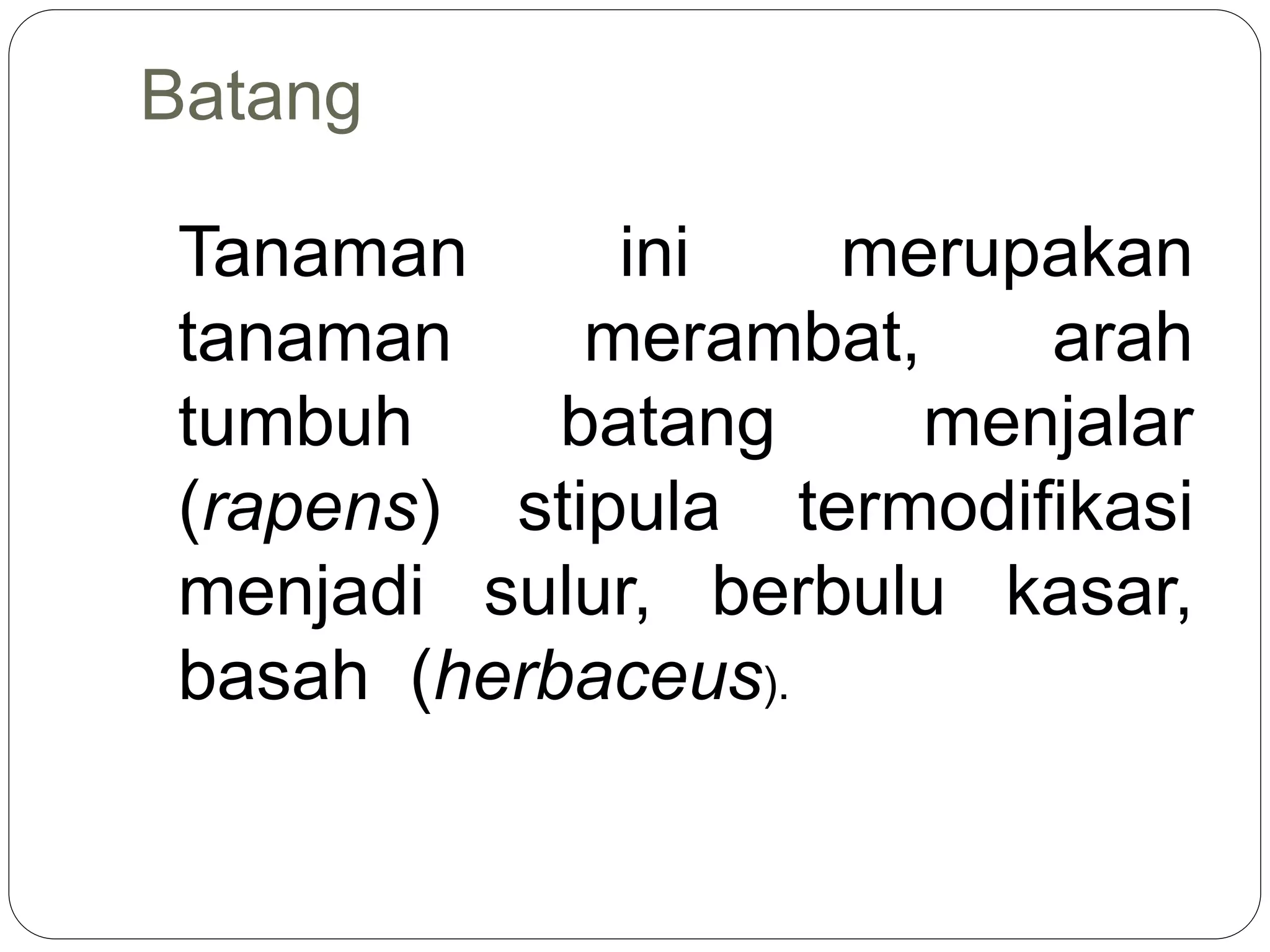 Cucumis sativus | PPTX