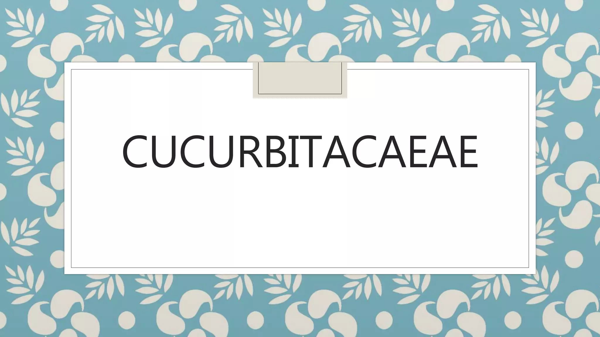 CUCURBITACAEAE.pptx