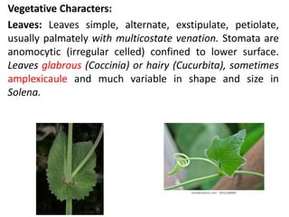 Cucurbitaceae | PPTX