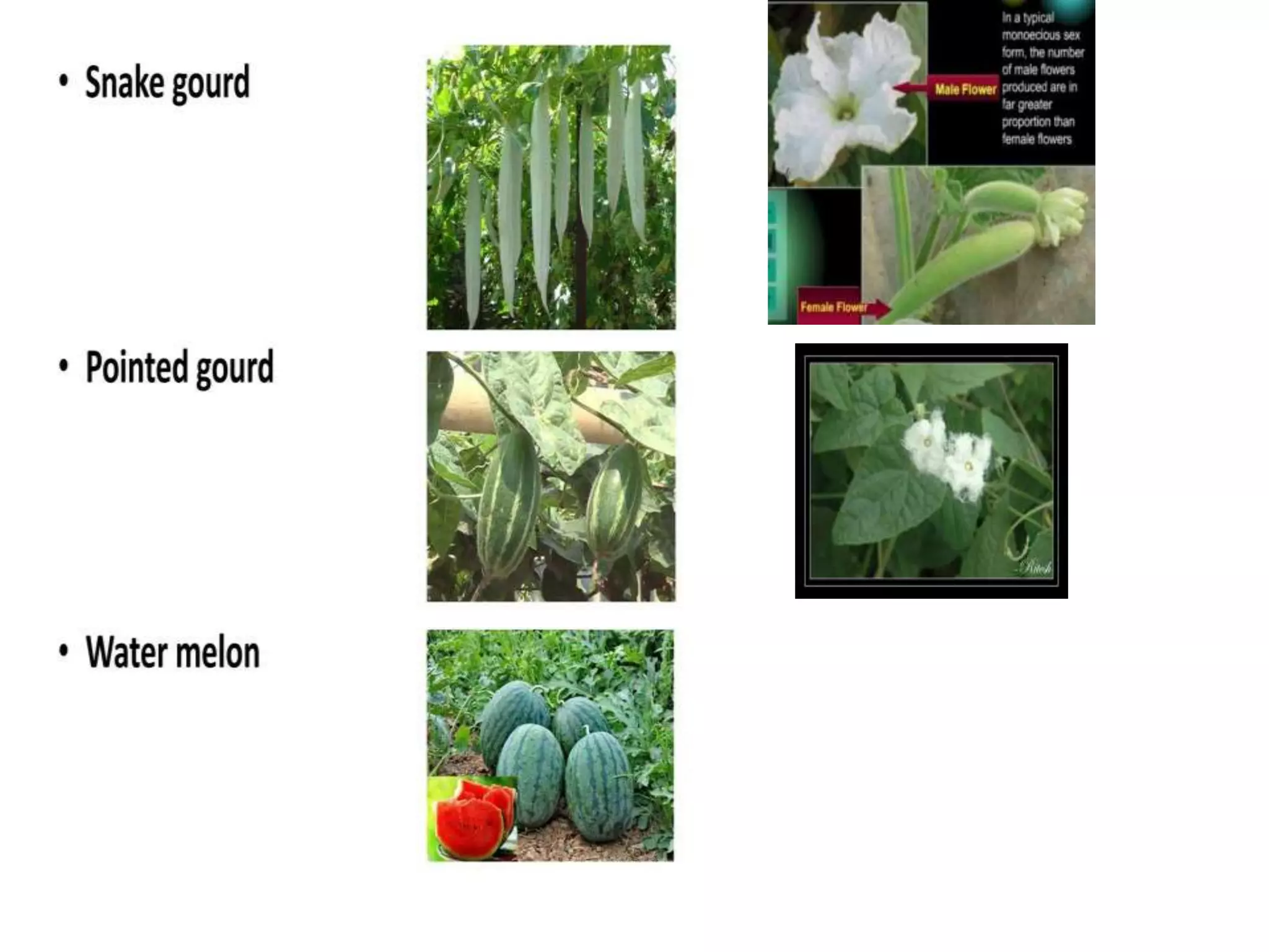 Cucurbitaceae | PPT