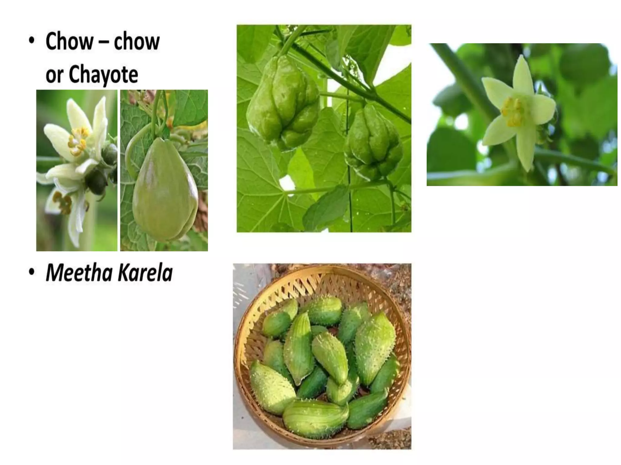 Cucurbitaceae | PPT