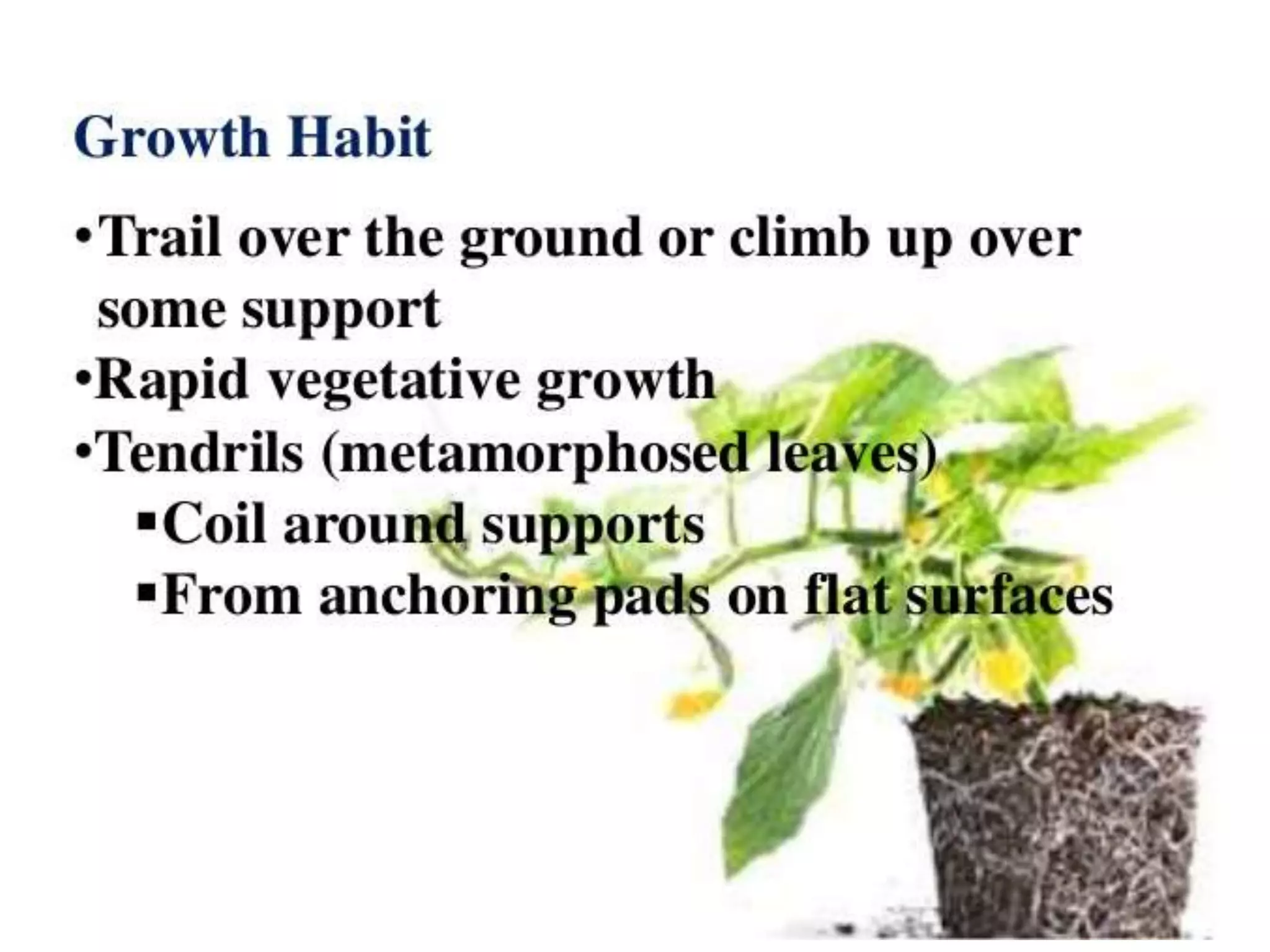 Cucurbitaceae | PPT