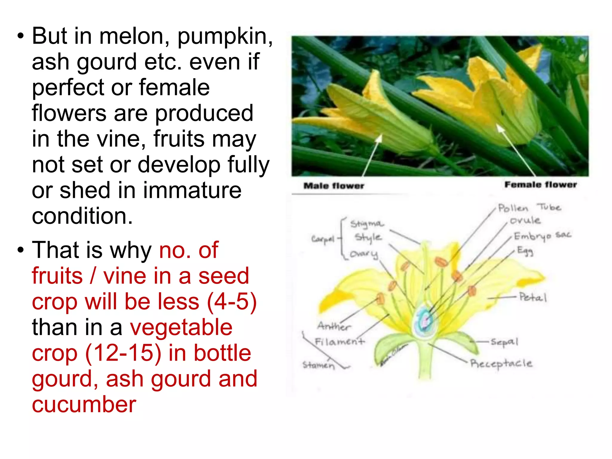 Cucurbitaceae | PPT