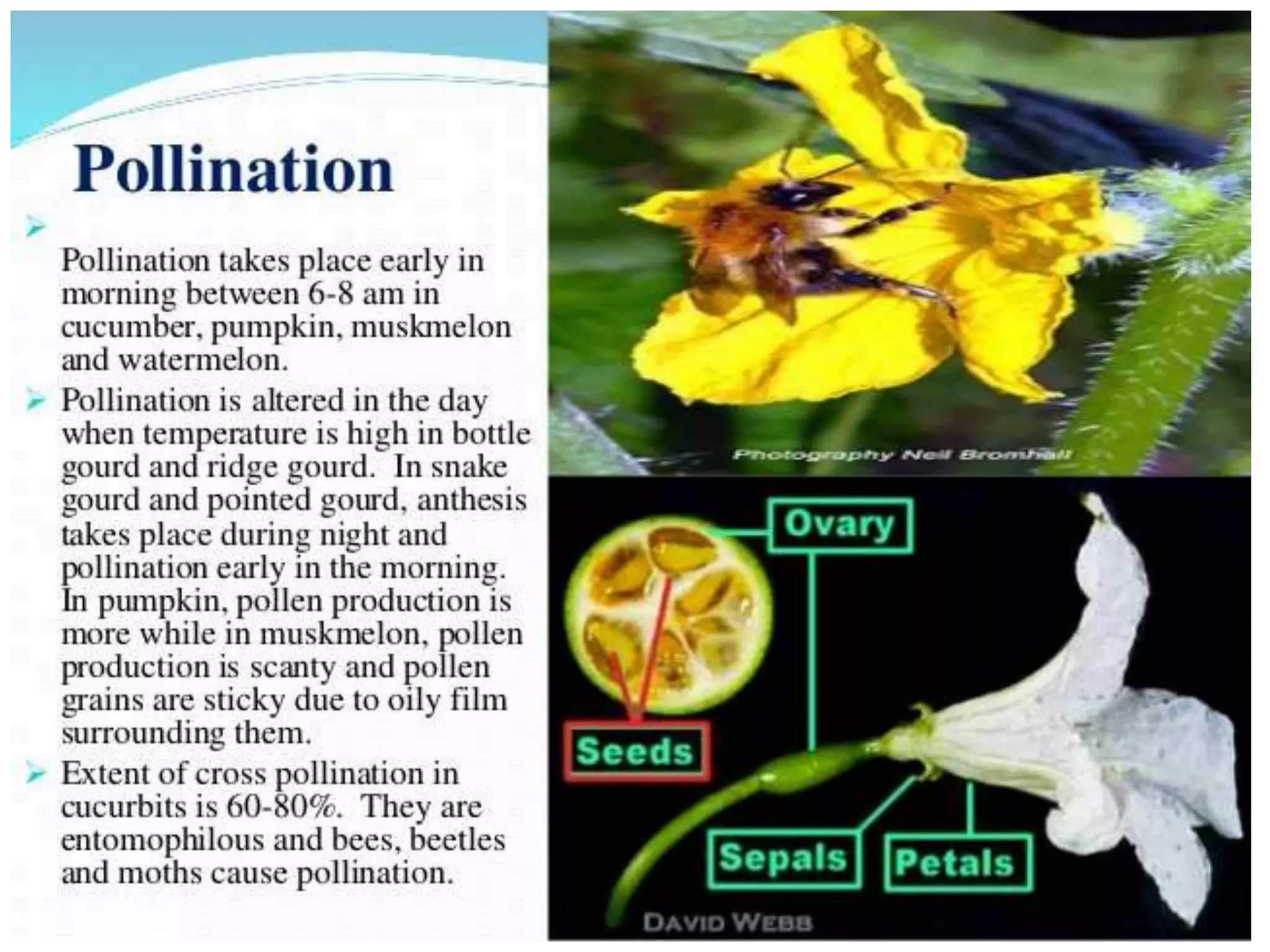 Cucurbitaceae | PPT