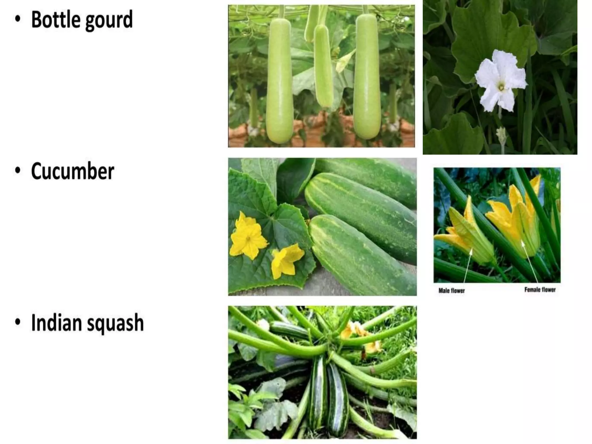 Cucurbitaceae | PPT