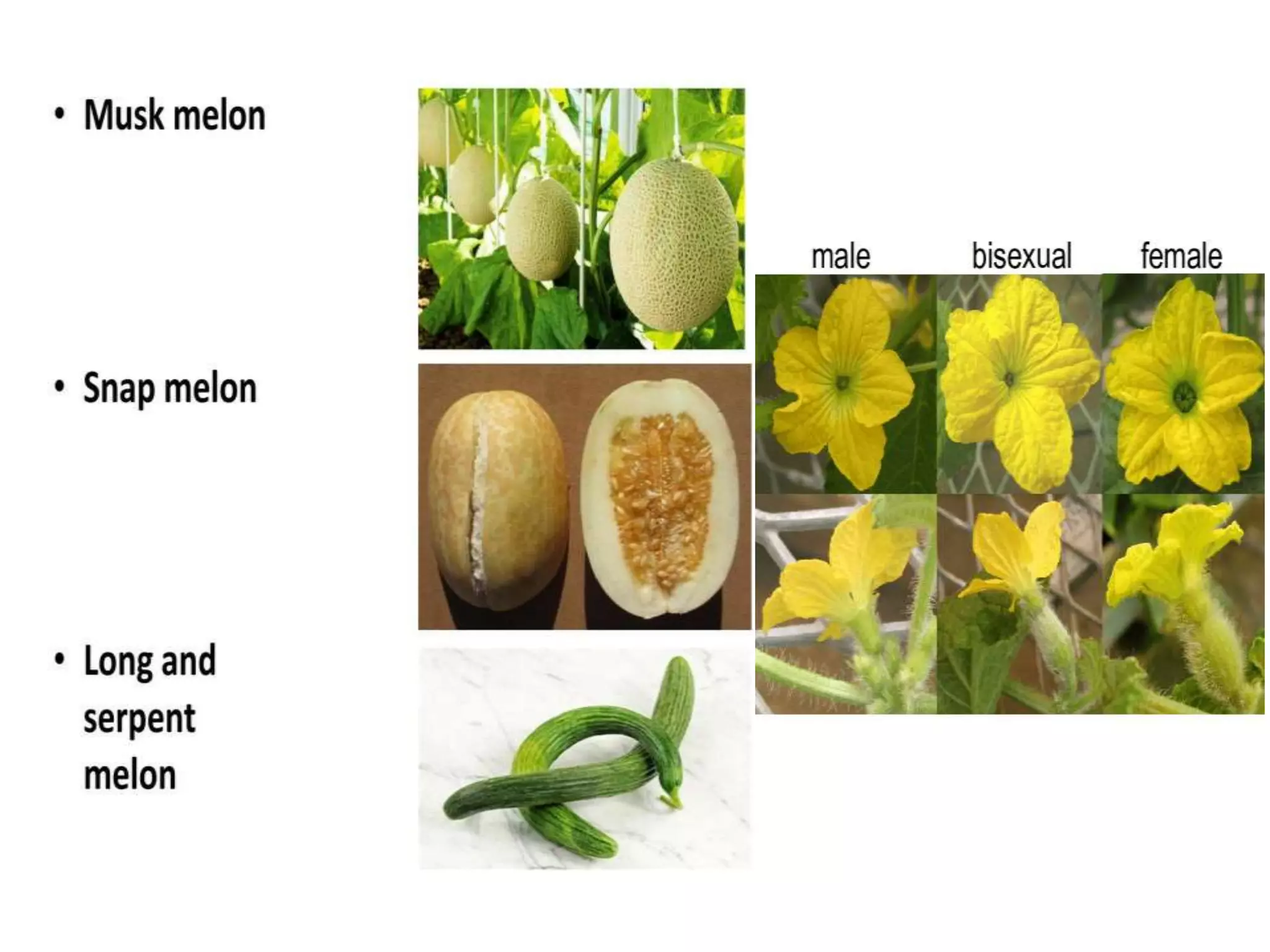 Cucurbitaceae | PPT
