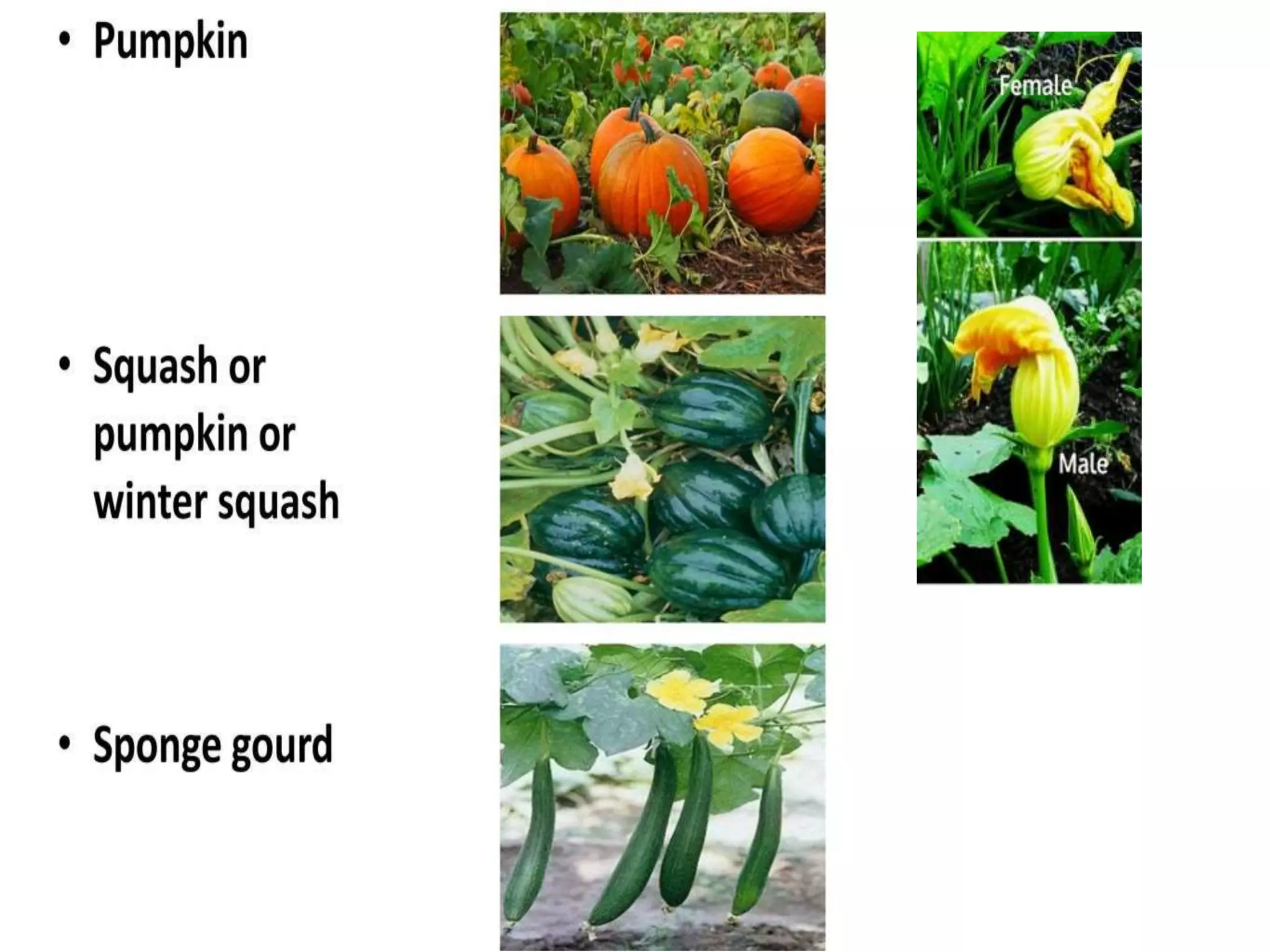 Cucurbitaceae | PPT