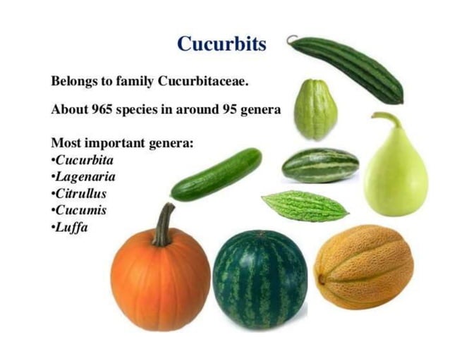 Cucurbitaceae | PPT