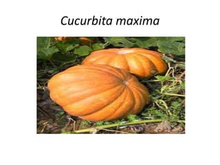 family Cucurbitaceae | PPTX