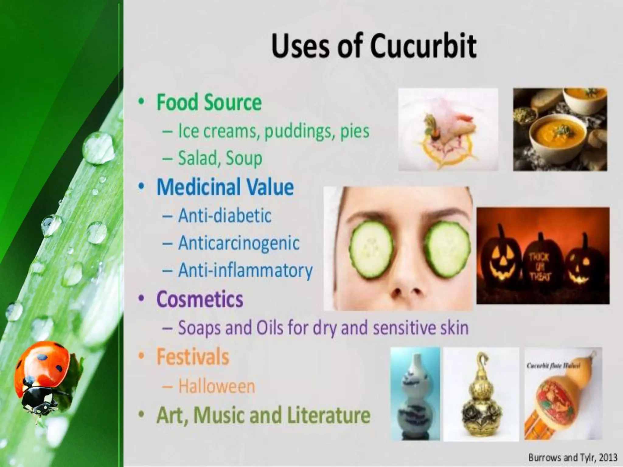 Family Cucurbitaceae | PDF