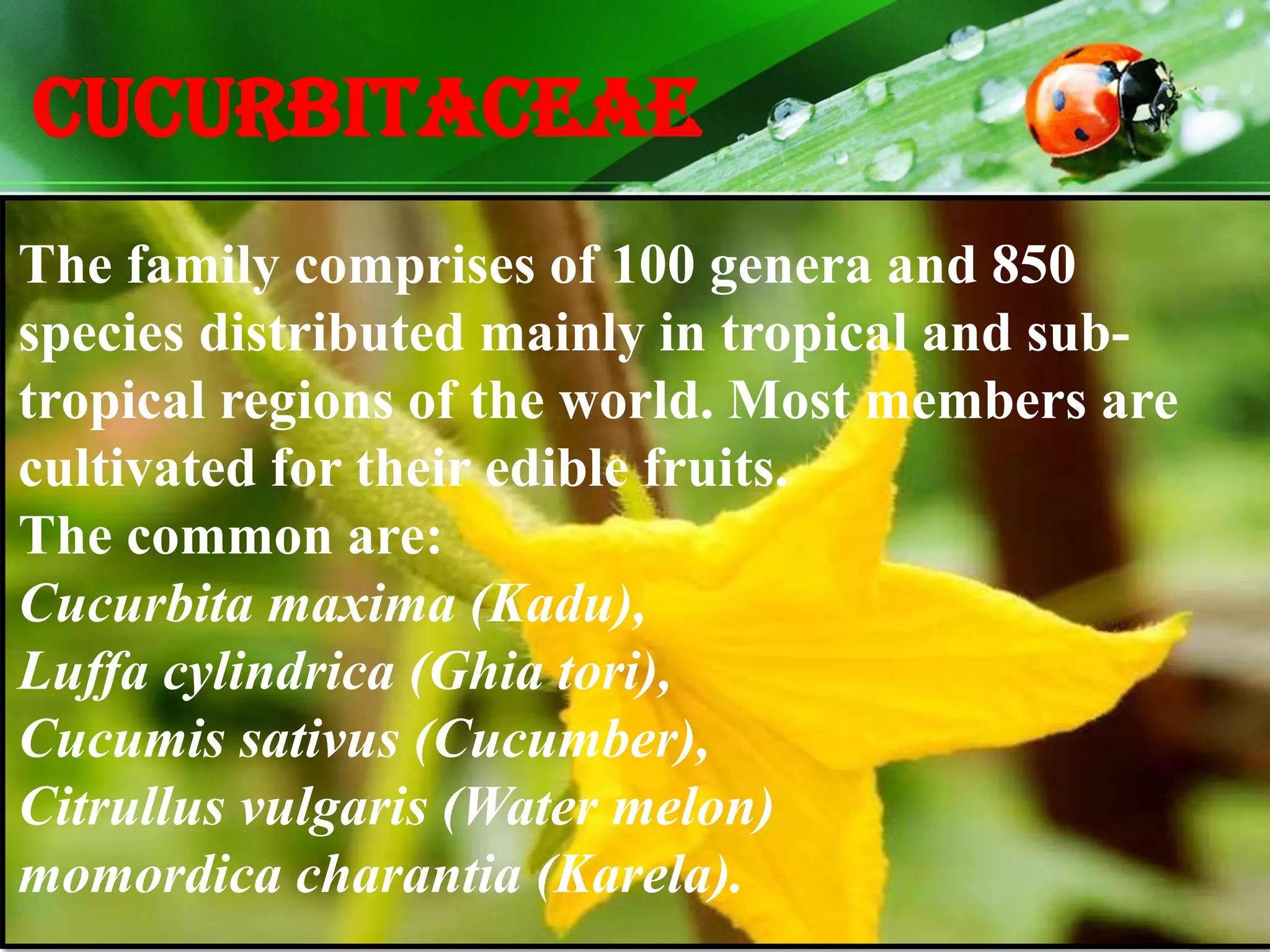 Family Cucurbitaceae | PDF