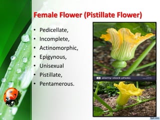 Family Cucurbitaceae | PDF