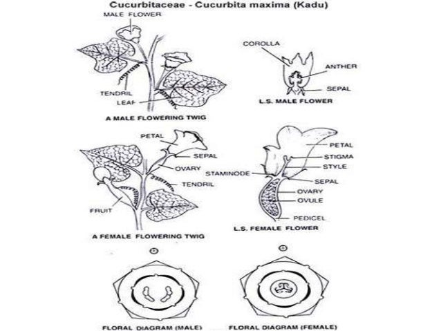 Cucurbitaceae & apaiceae