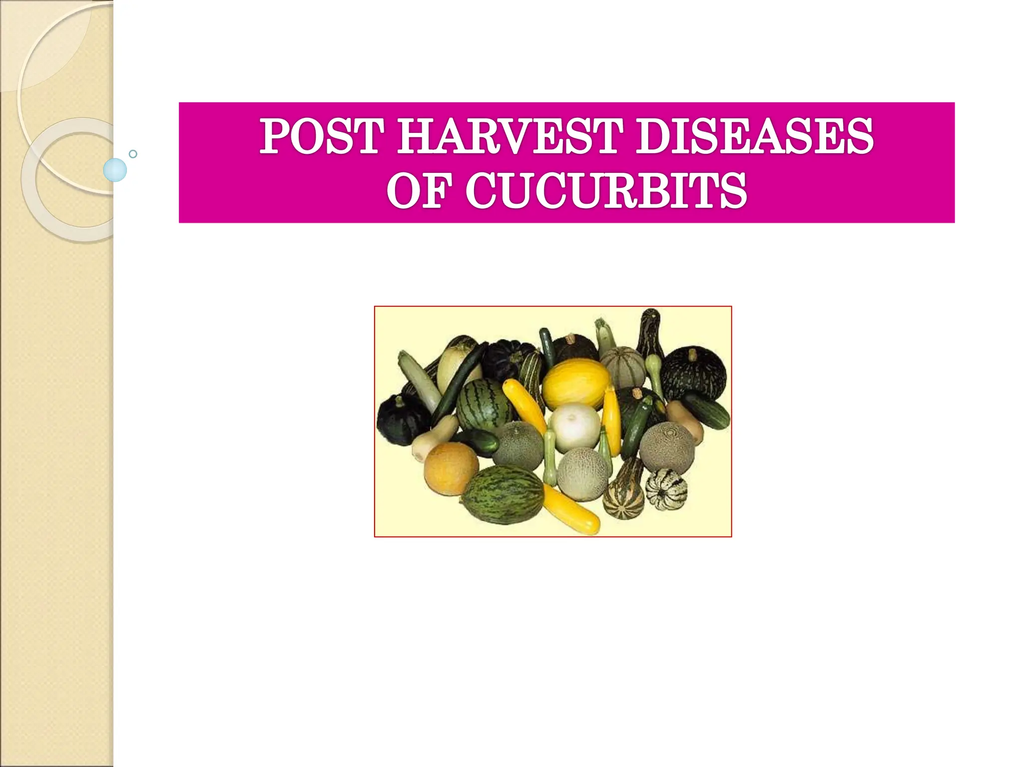 cucurbits.ppt