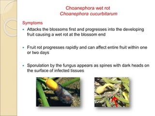 cucurbits.ppt