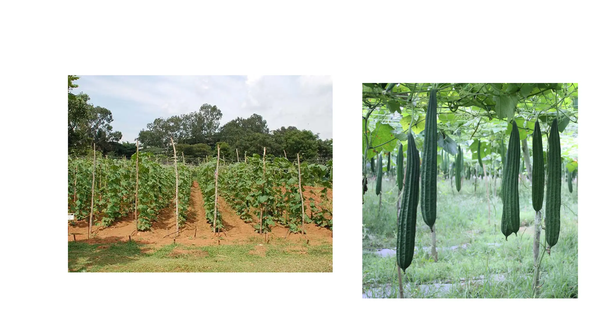 cucurbits production technology for agriculture).pptx