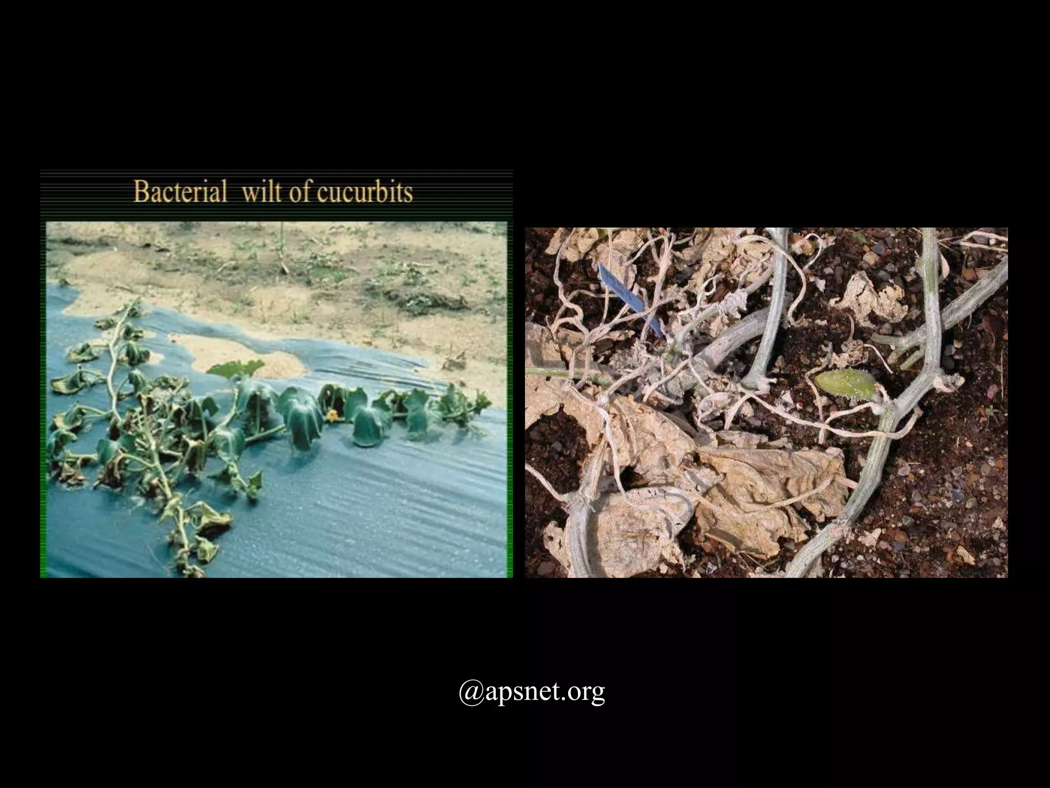 Cucurbits Bacterial Wilt | PPTX